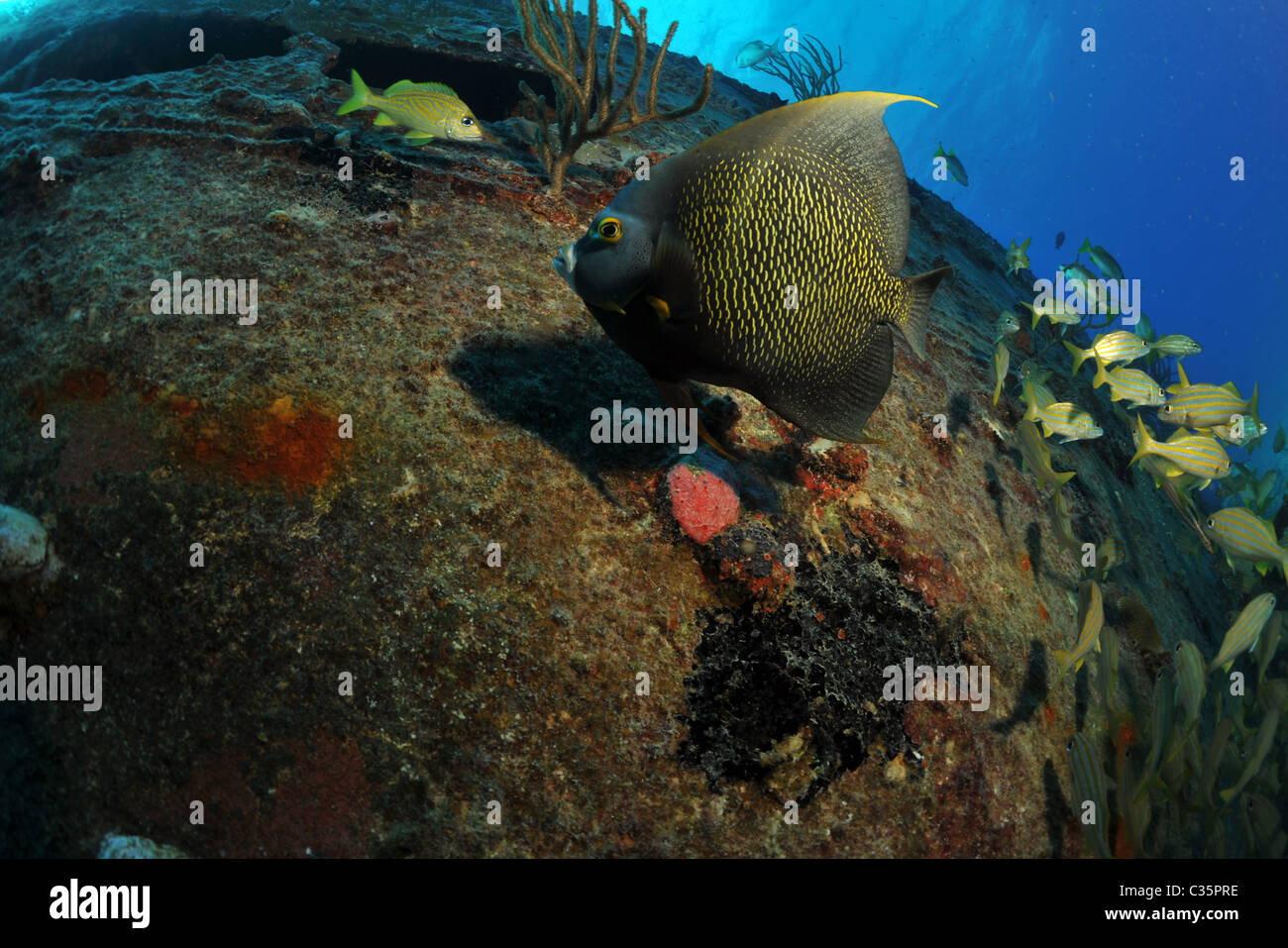 French Anglefish on wreck Stock Photo - Alamy French Anglefish on wreck Stock Photo - Alamy