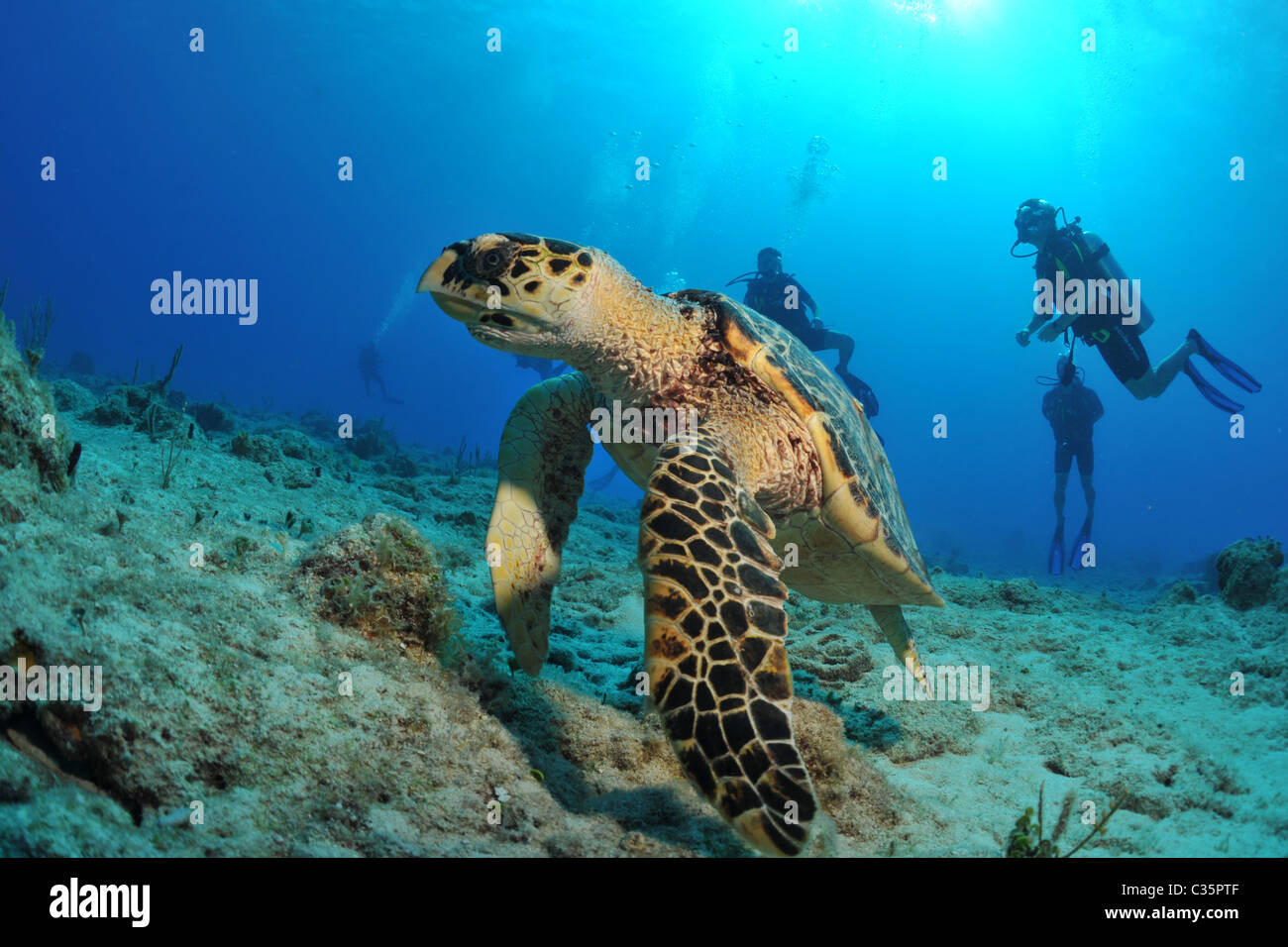An adult hawksbill turtle hi-res stock photography and images - Alamy