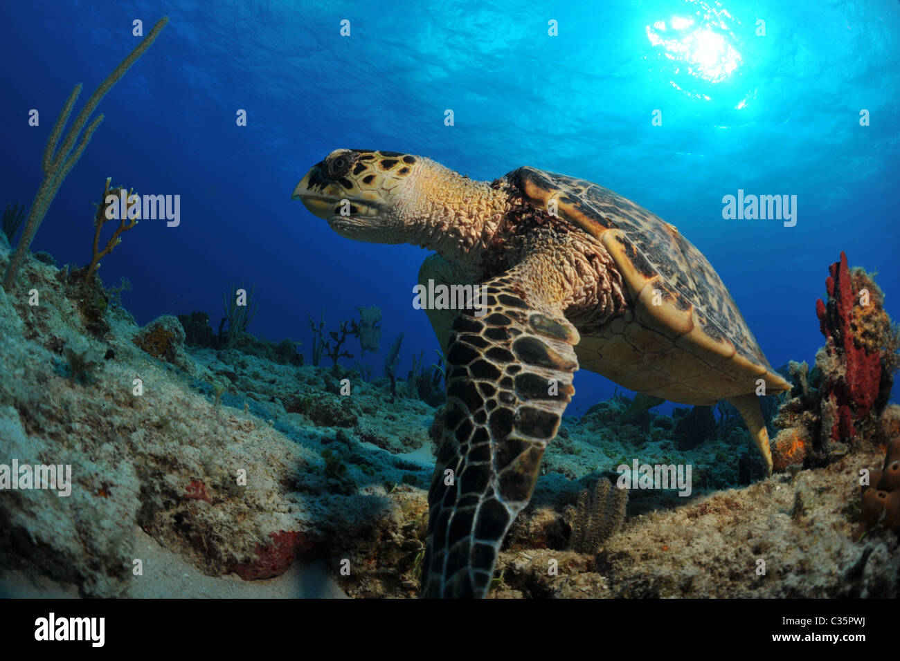 An adult hawksbill turtle hi-res stock photography and images - Alamy