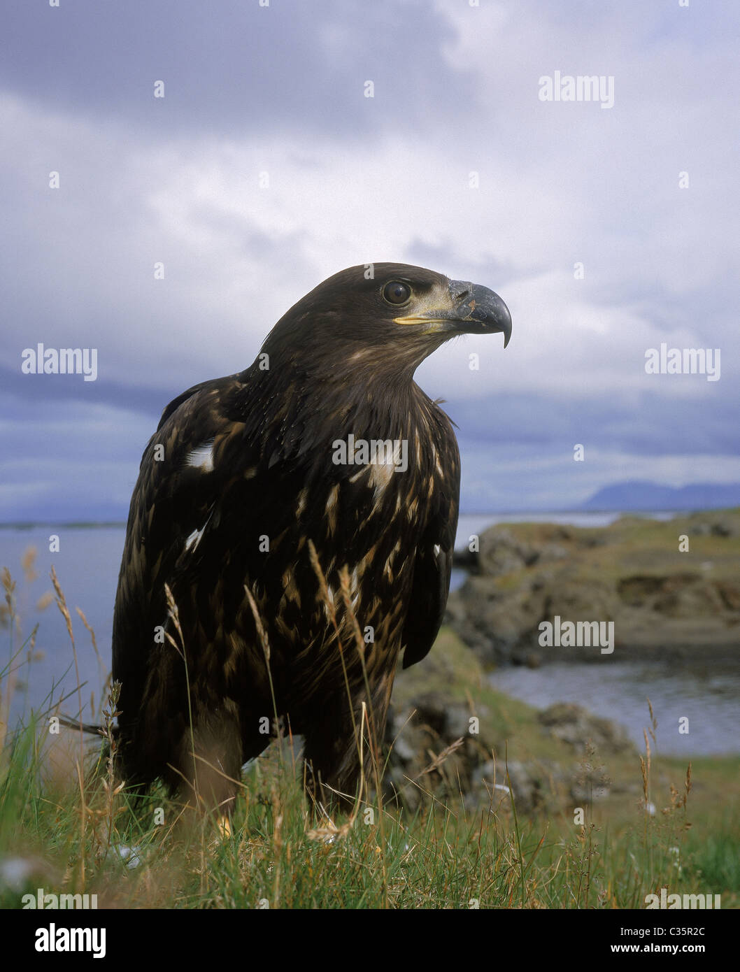 White tailed Fish Eagle, Iceland Stock Photo - Alamy