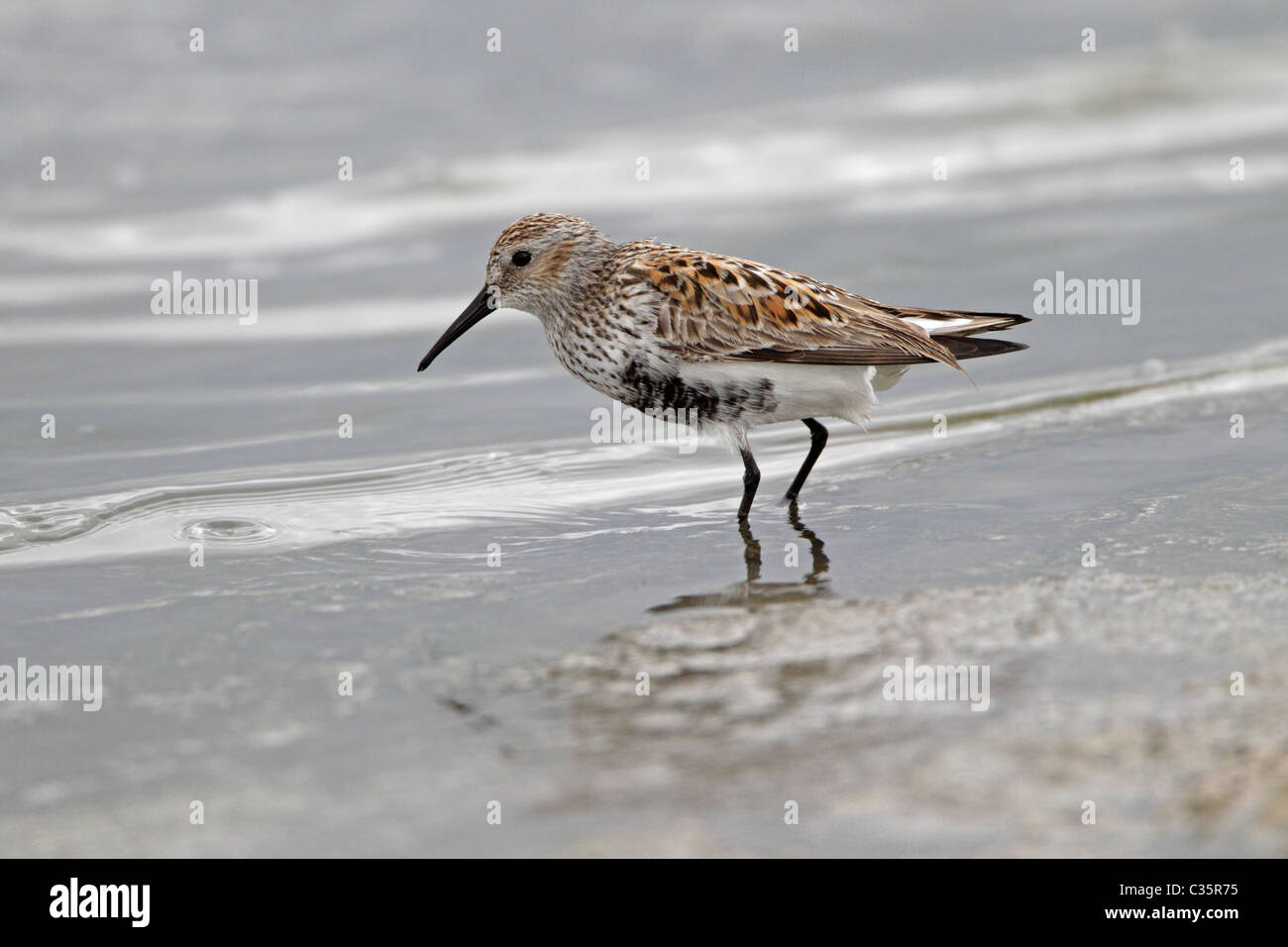 Dunlin in breeding plumage hi-res stock photography and images - Alamy