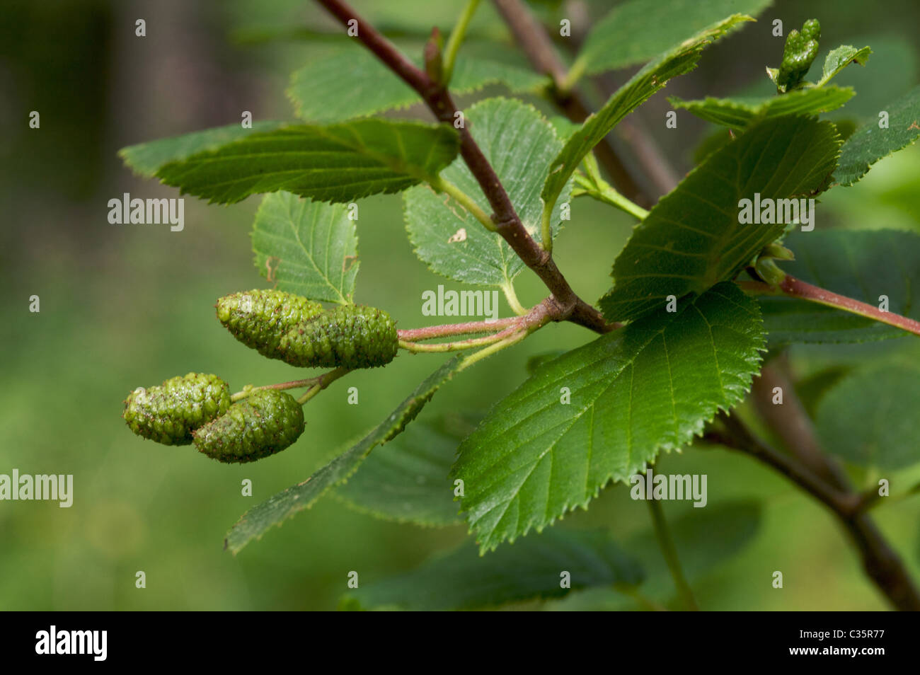 Green Alder, Alnus viridis Stock Photo - Alamy