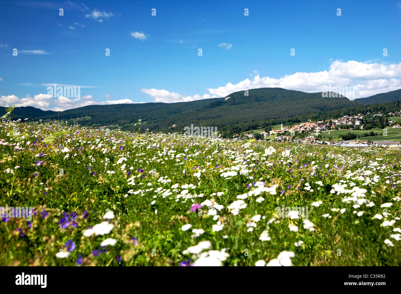 Flowery meadow, Cavareno, Sarnonico plateau, Non valley, Trentino Alto ...