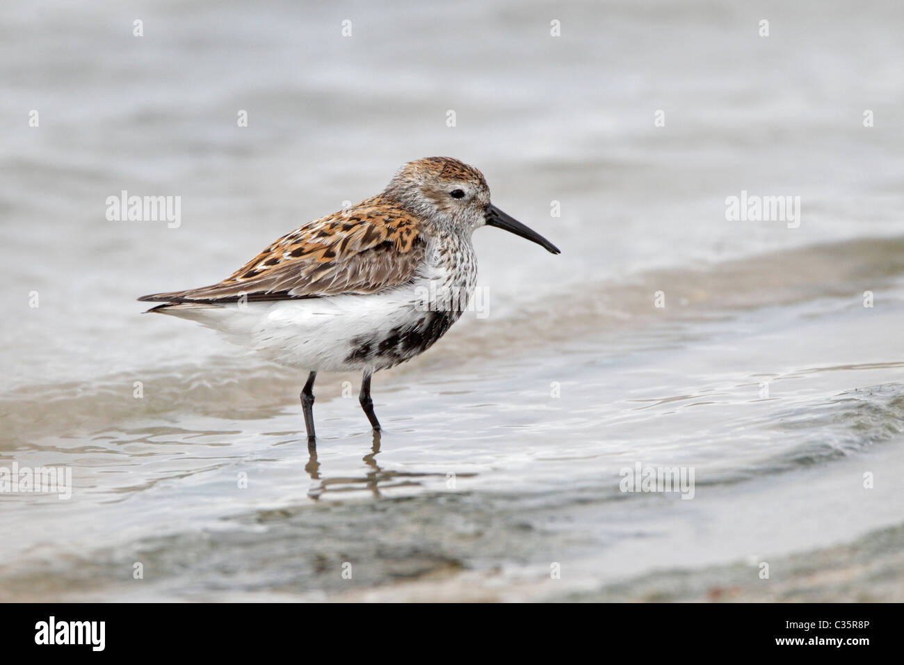 Dunlin in breeding plumage hi-res stock photography and images - Alamy