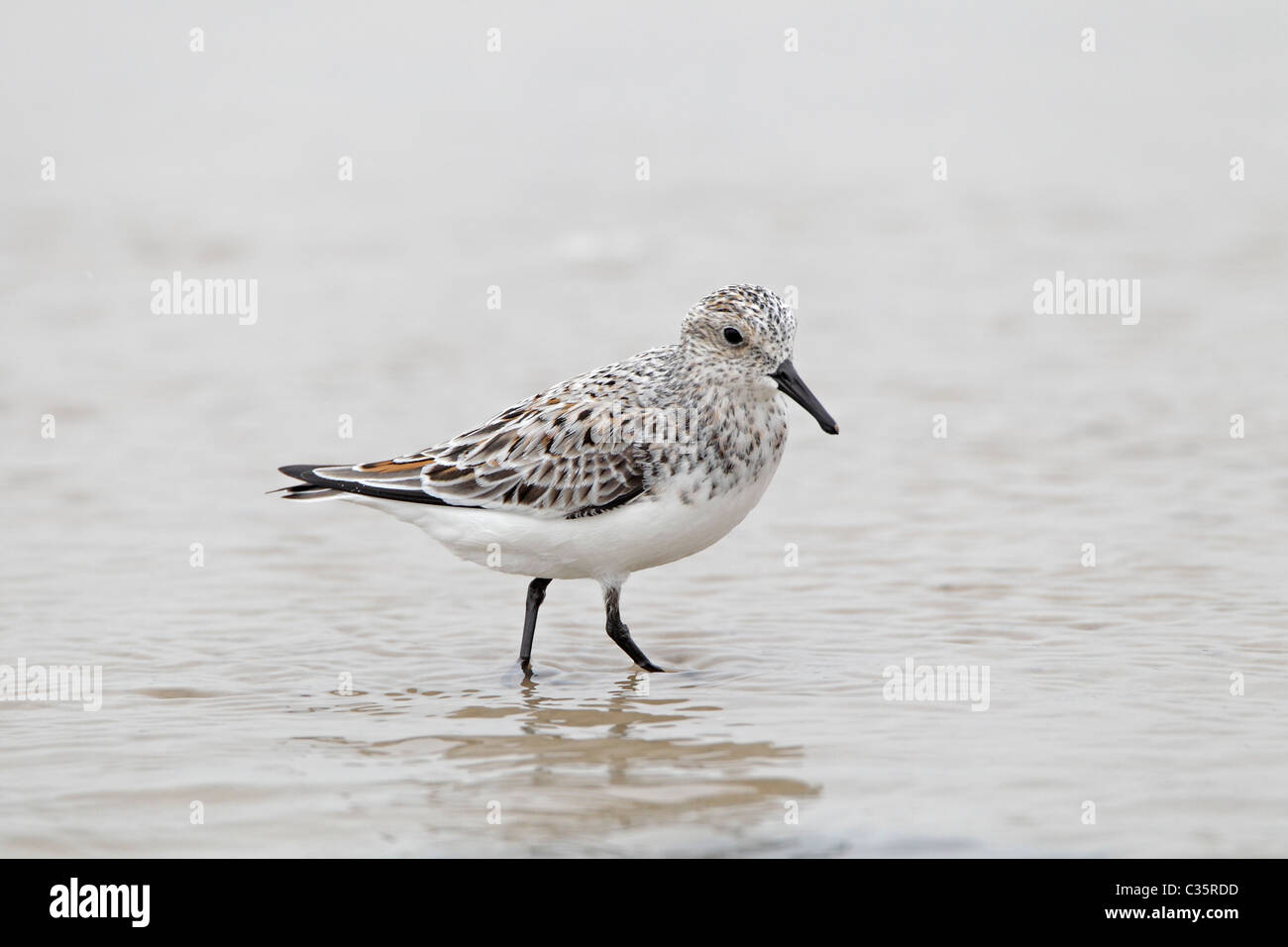 Sanderling in partial summer plumage Stock Photo - Alamy