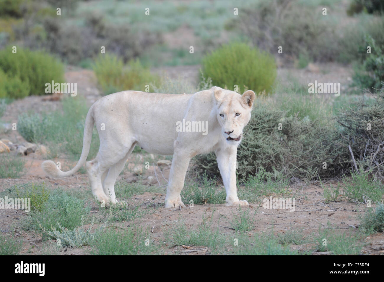 White lion with blue eyes, wild white lion, female lion Stock Photo - Alamy