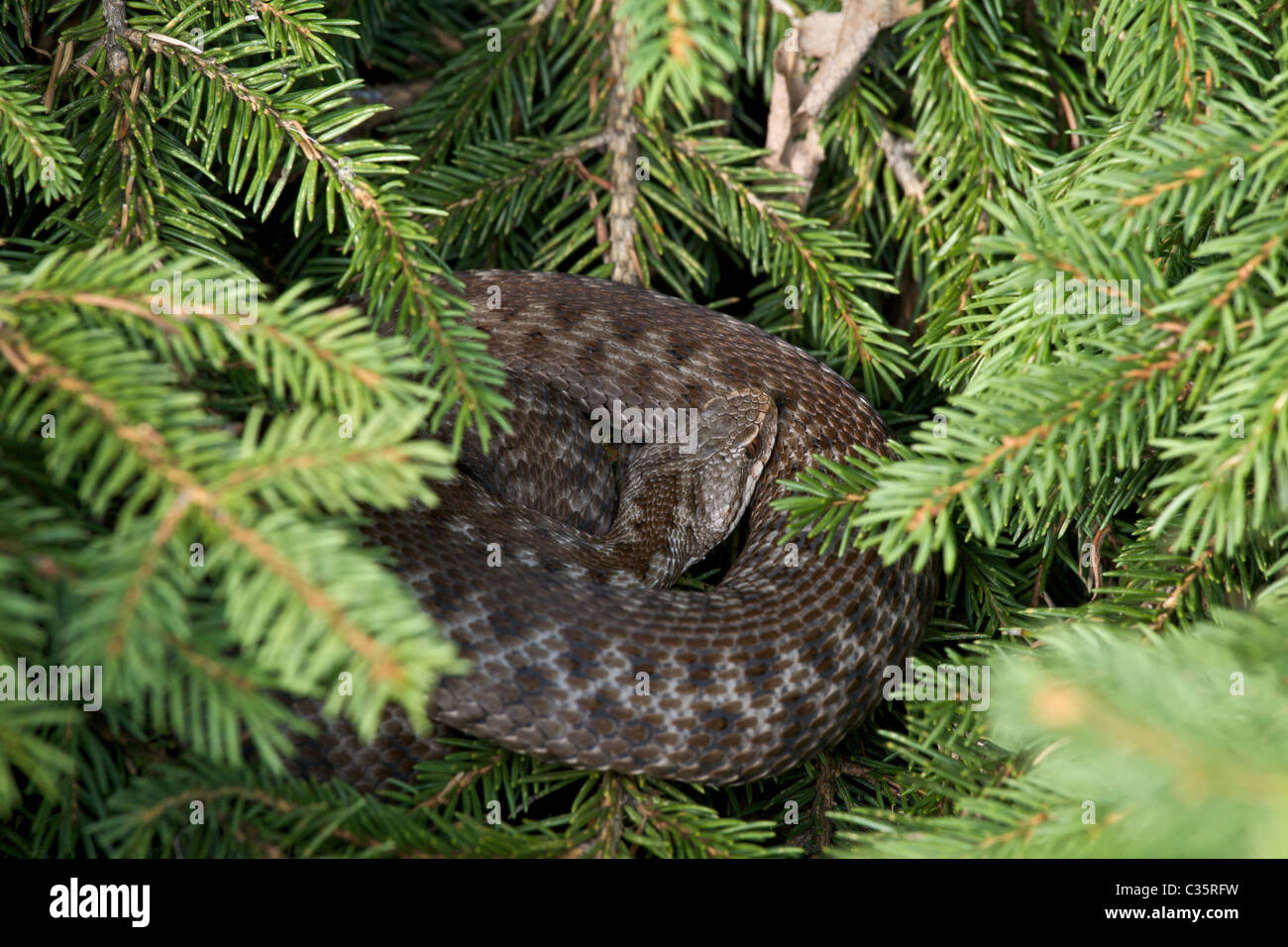 Vipera berus, viper Stock Photo - Alamy