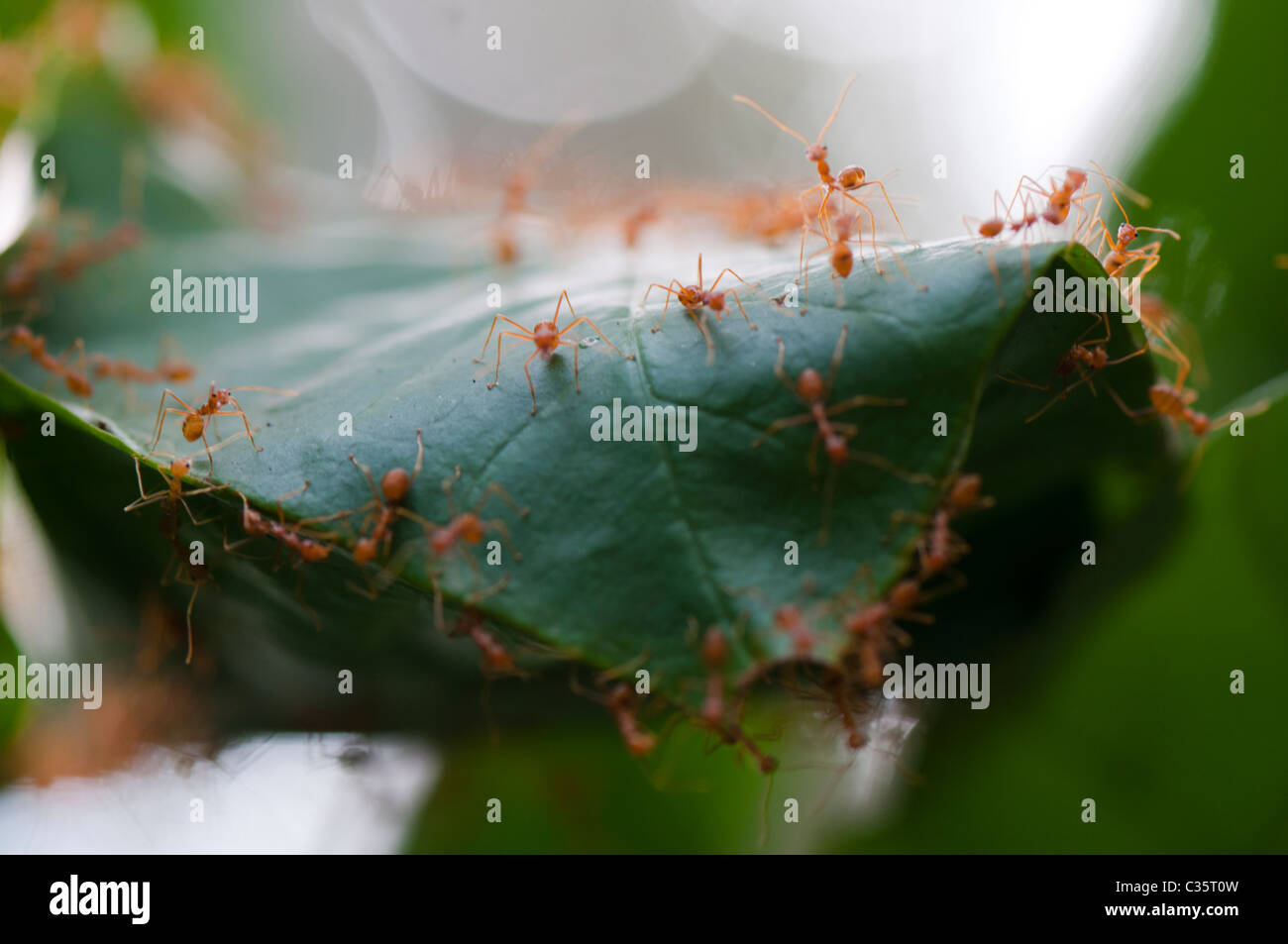 Green tree ant nest hi-res stock photography and images - Alamy