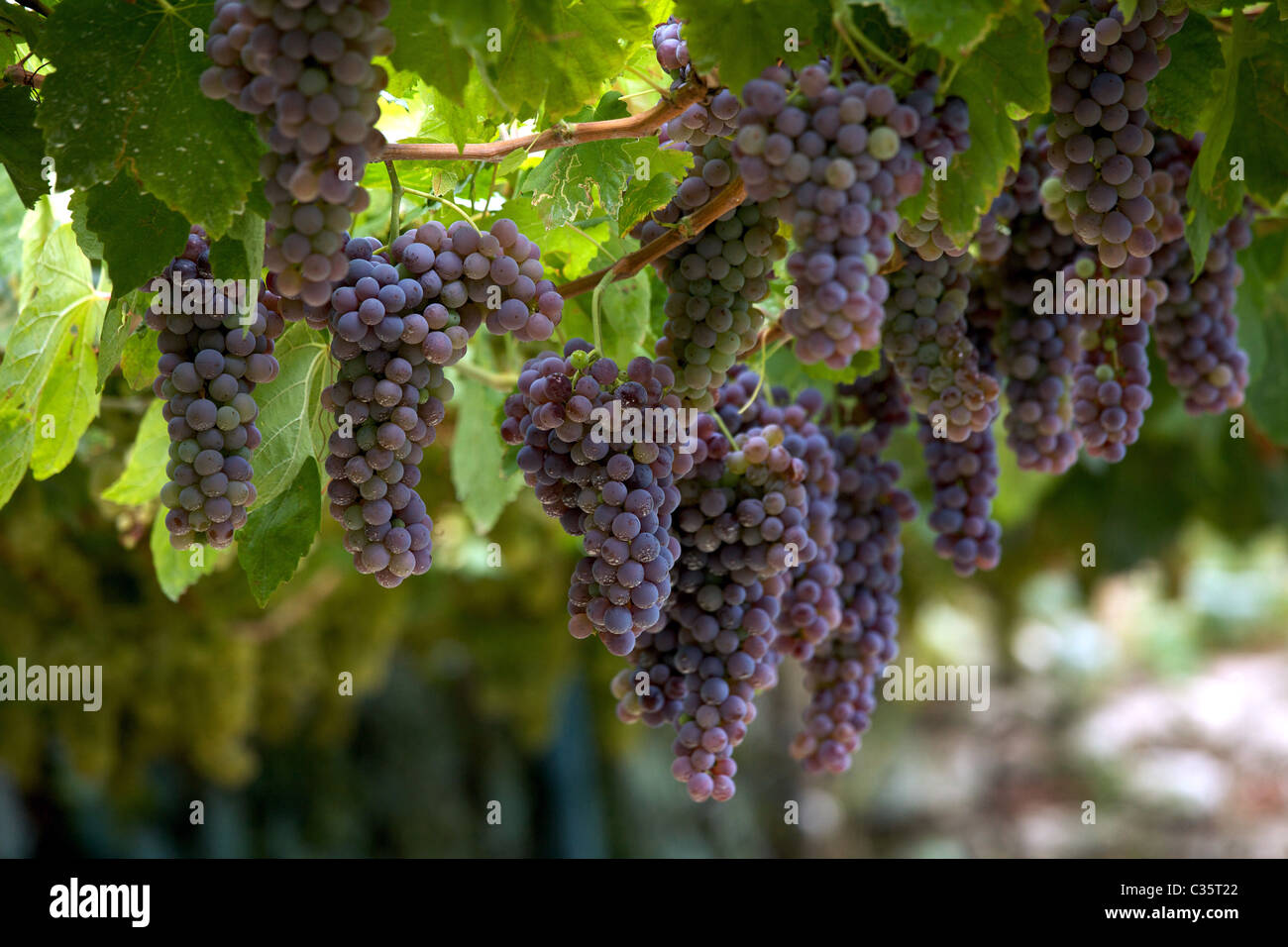 Uva schiava hi-res stock photography and images - Alamy
