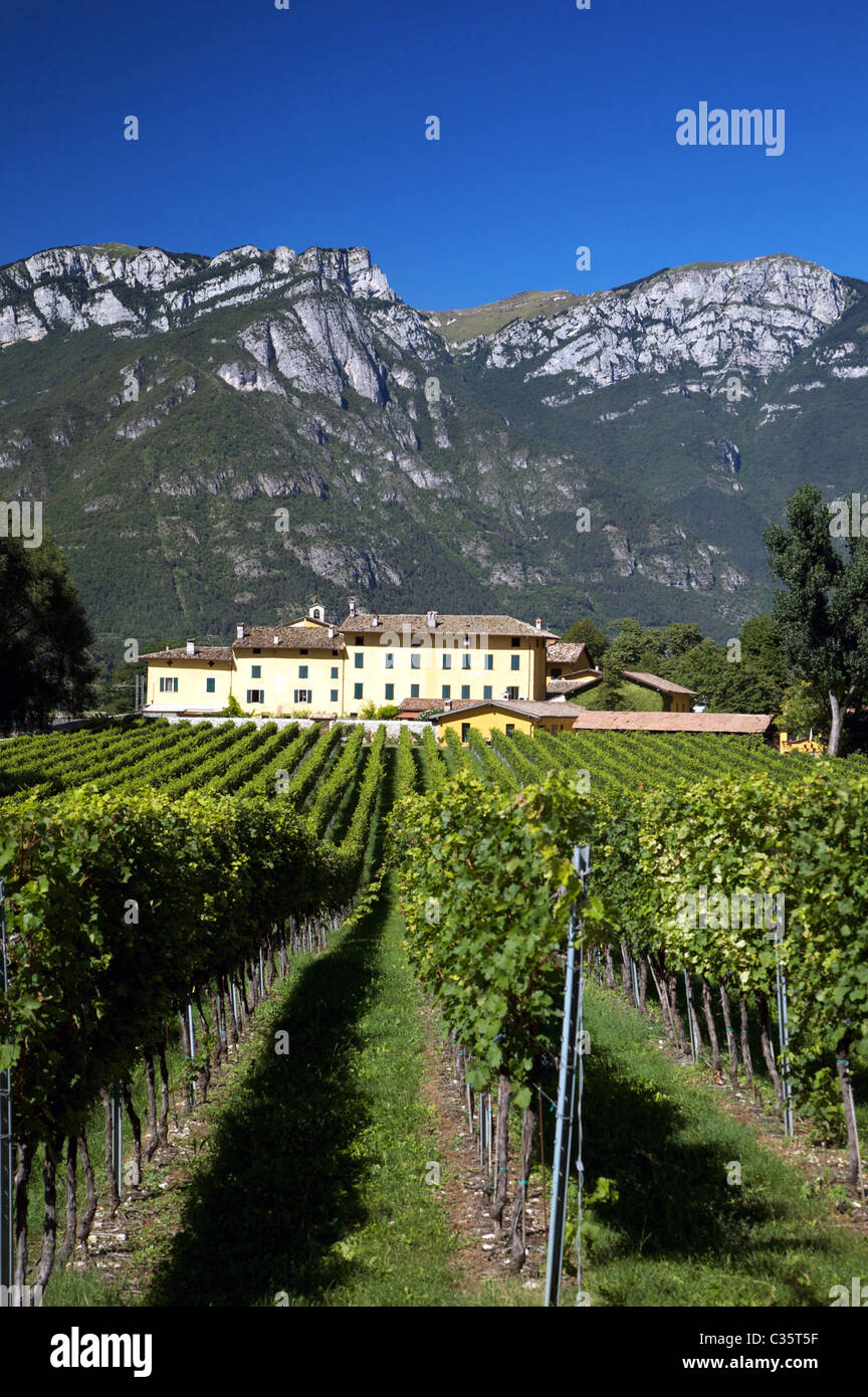 Wineyard, Tenuta San Leonardo, Marchese Guerrieri Gonzaga, Borghetto ...