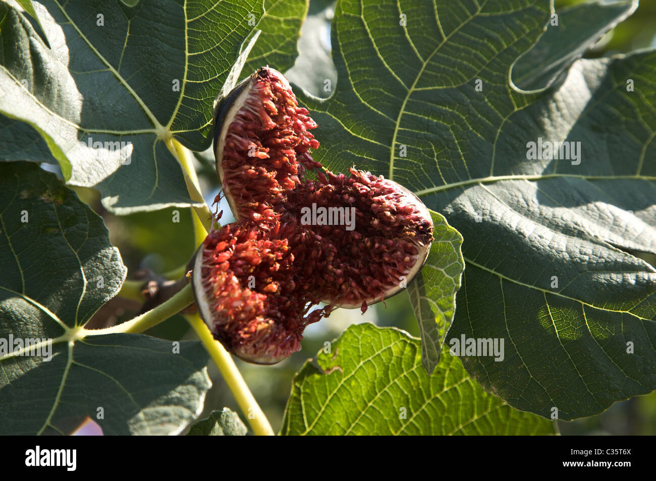 Common Fig fruit open on the tree Stock Photo - Alamy