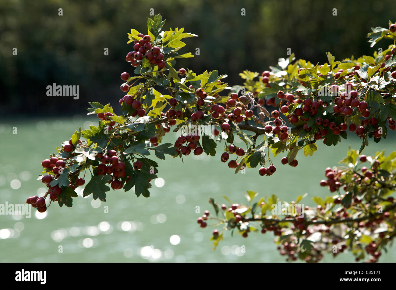 Hawthorn crataegus oxyacantha hi-res stock photography and images - Alamy