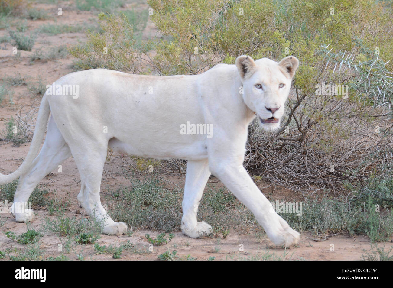 white lion, female lion, female white lion Stock Photo - Alamy