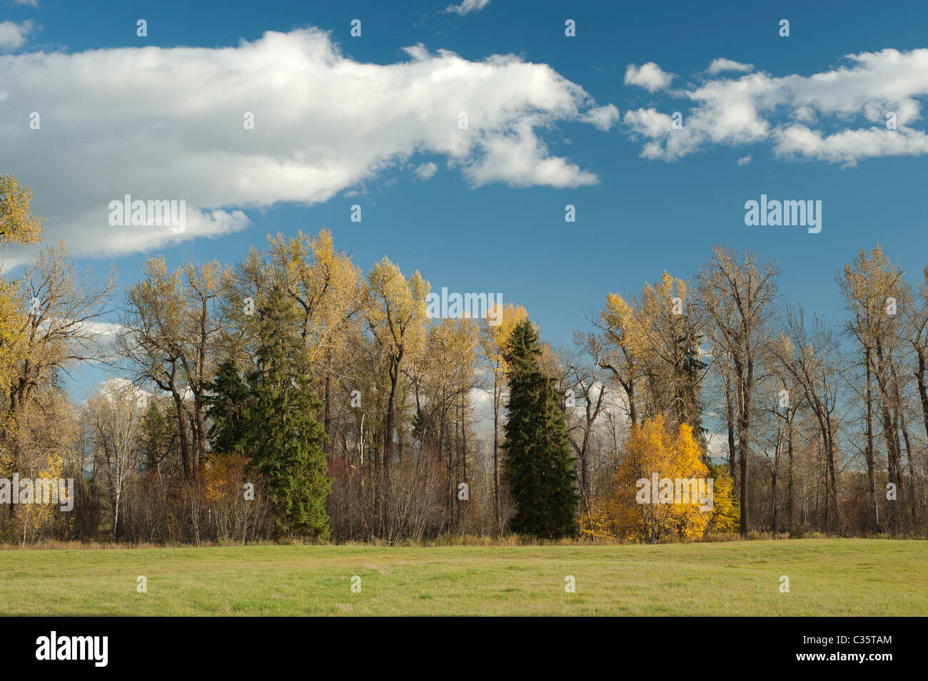 Trees and grass in the fall colors Stock Photo - Alamy