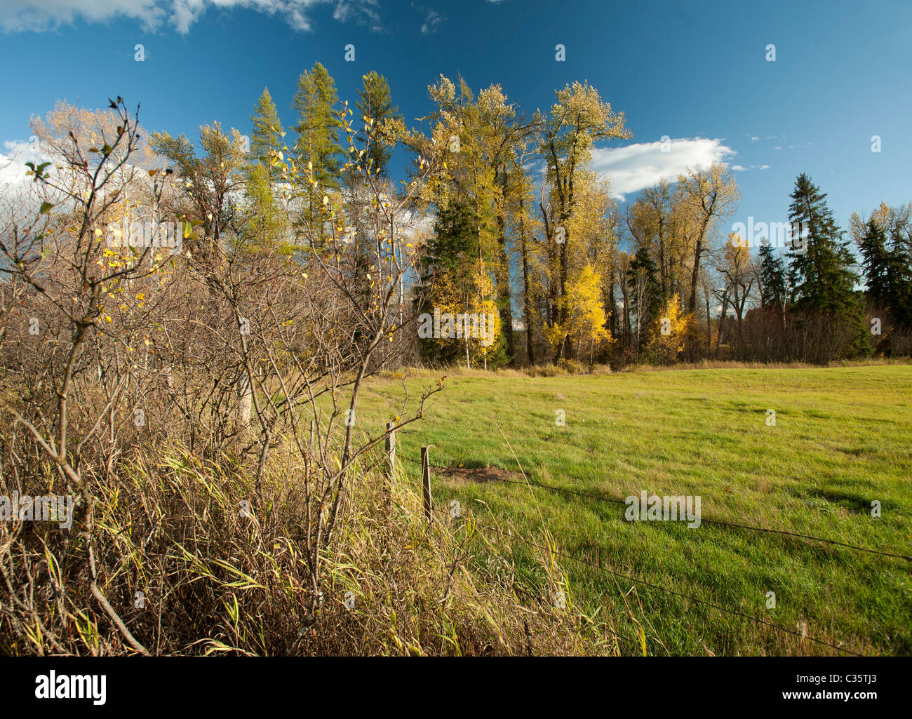 Coloured trees and grass in the fall Stock Photo - Alamy