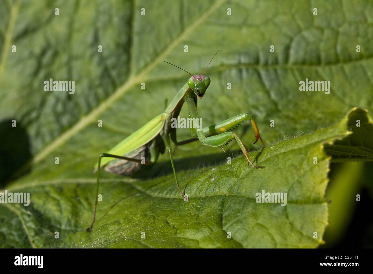 Praying Mantis, Mantis religiosa Linnaeus Stock Photo - Alamy