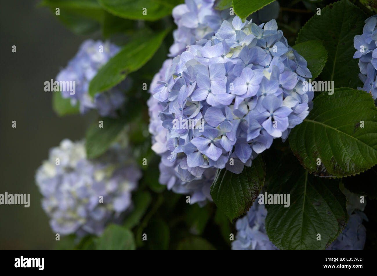Blu hydrangea hi-res stock photography and images - Alamy
