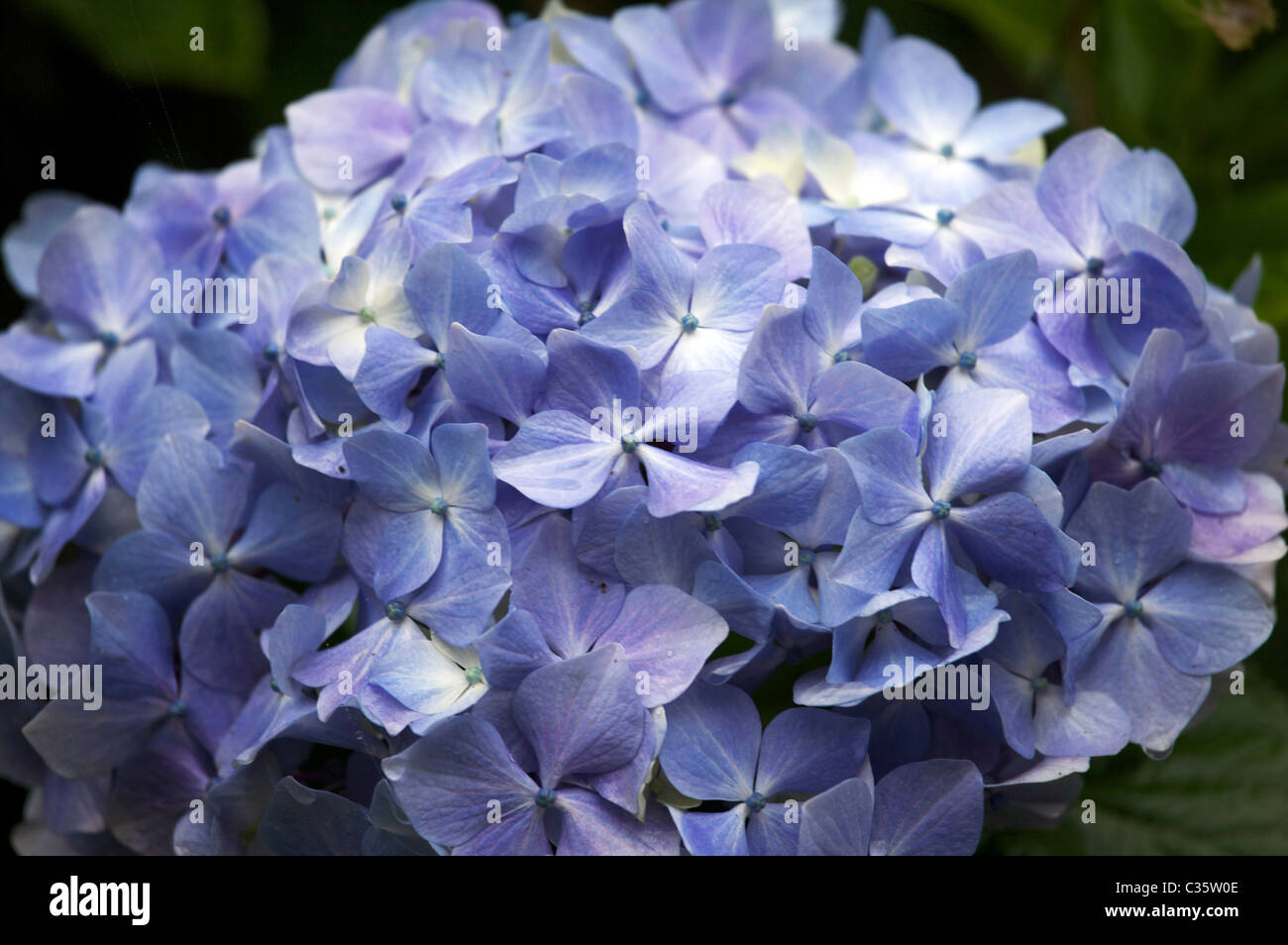 Hydrangea flower, Terceira, Azores Island, Portugal, Europe Stock Photo ...