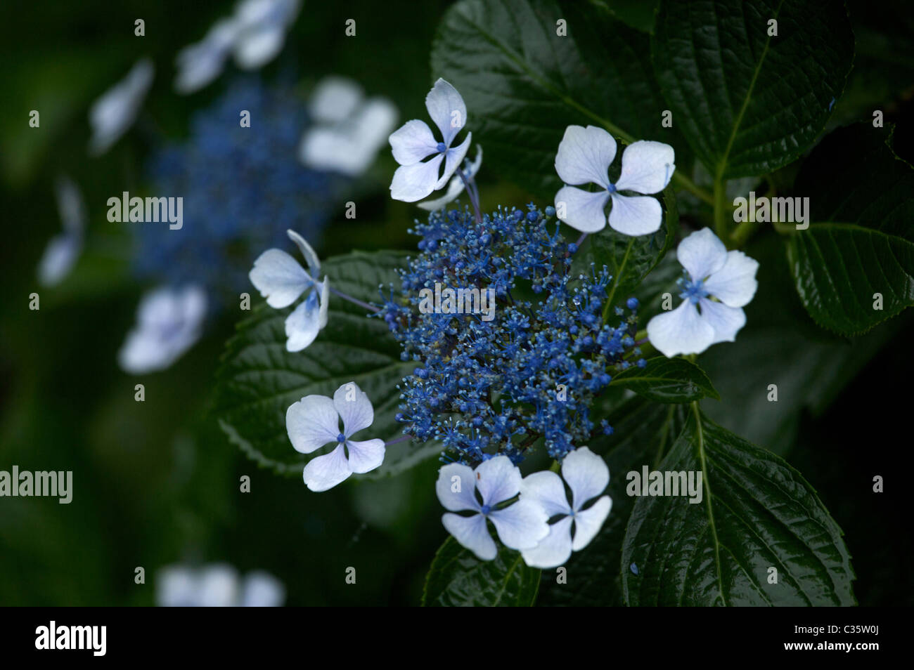 Blu hydrangea hi-res stock photography and images - Alamy