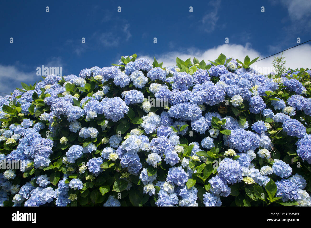 Hydrangea flower, Terceira, Azores Island, Portugal, Europe Stock Photo ...