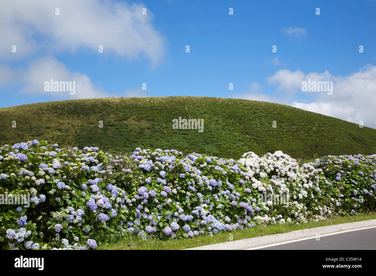 Blu hydrangea hi-res stock photography and images - Alamy