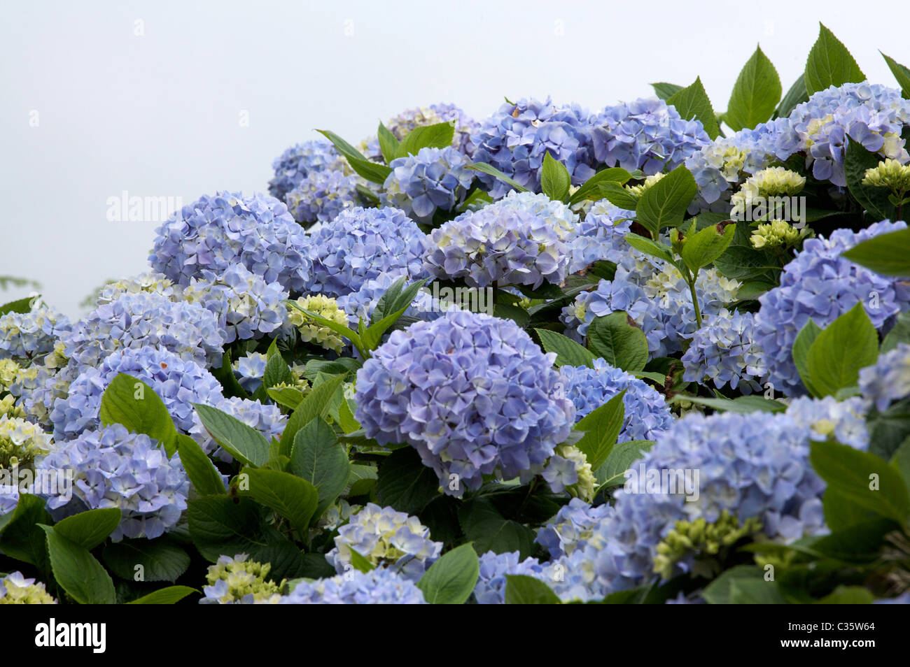 Hydrangea flower, Terceira, Azores Island, Portugal, Europe Stock Photo ...