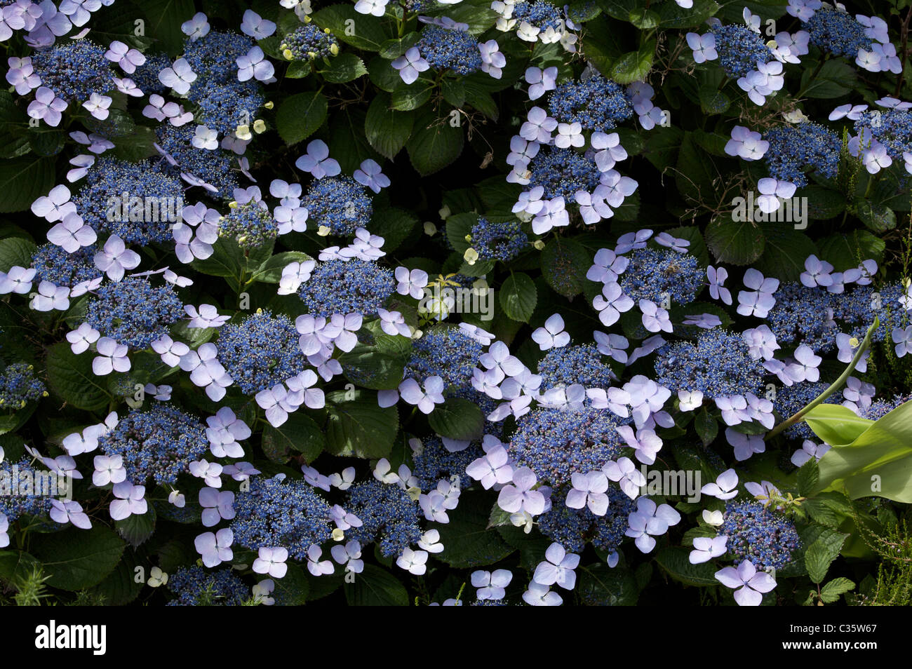 Hydrangea flower, Terceira, Azores Island, Portugal, Europe Stock Photo ...