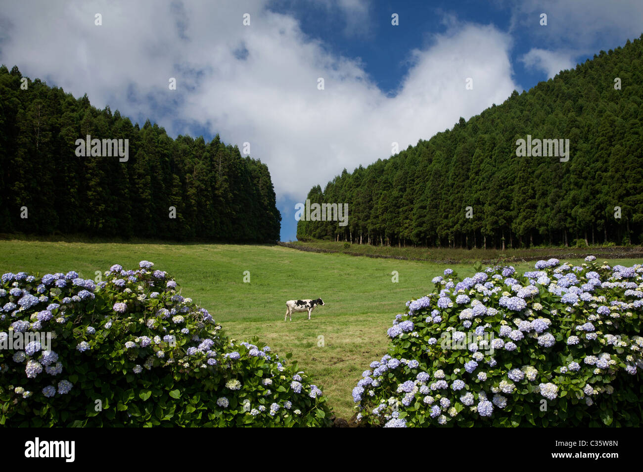 Hydrangea flower with cow, Terceira, Azores Island, Portugal, Europe ...