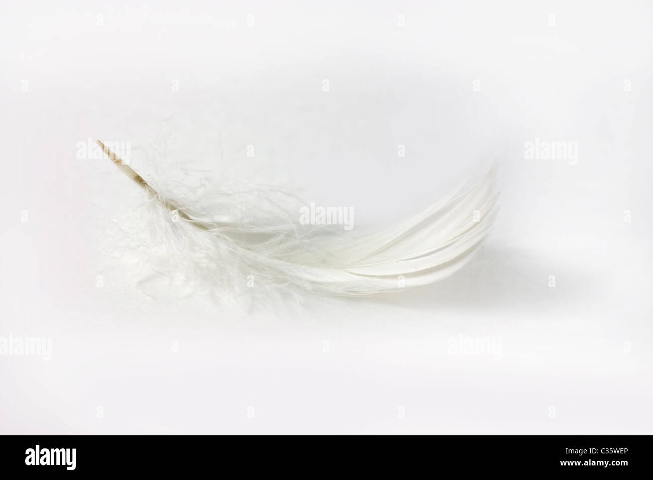delicate white feather on white background with shadow Stock Photo - Alamy