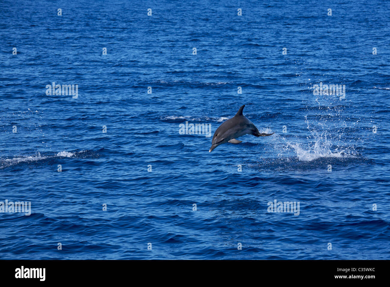 Dolphin watching in Atlantic ocean, Fajal, Azores Island, Portugal ...