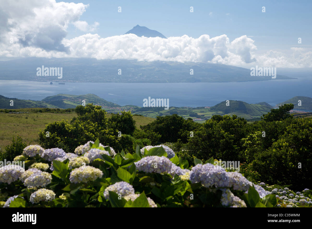 Hydrangea flowering with view of Pico island, Fajal, Azores Island ...
