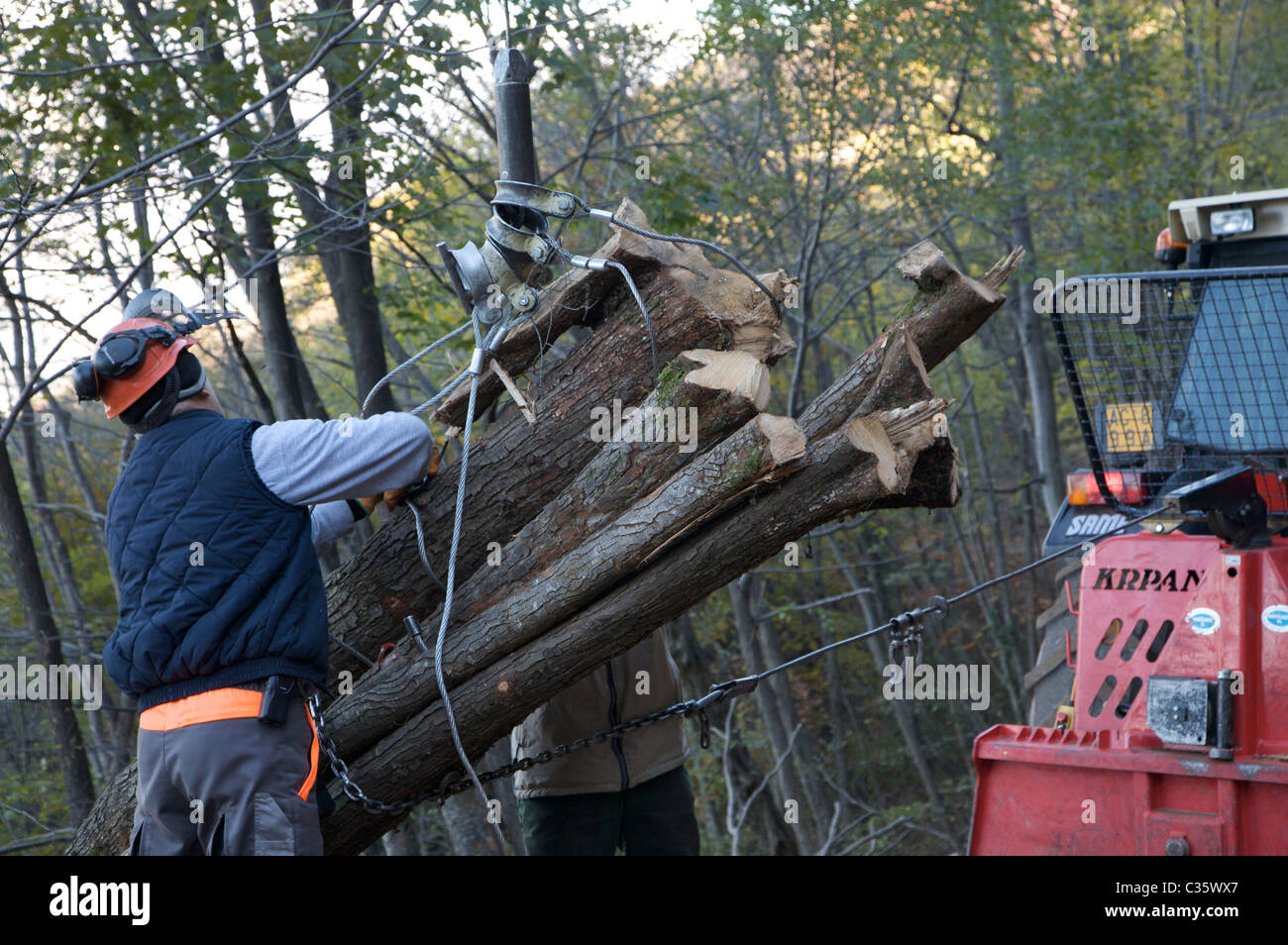 Forest work in a wood, Baldo mountain, Trentino, Italy, Europe Stock ...