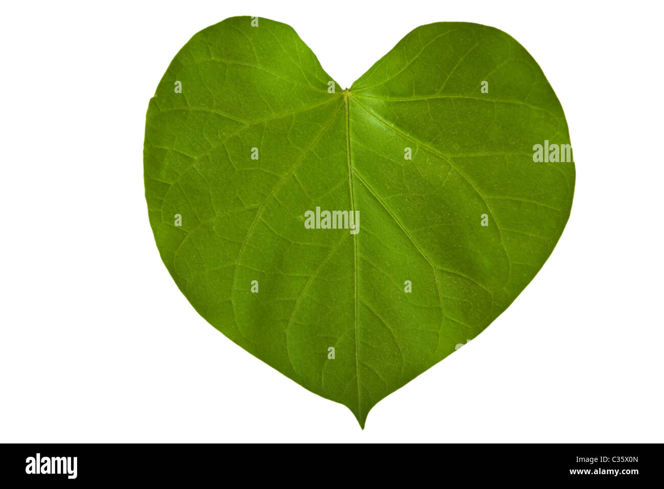 A heart shaped green leaf, symbolizing love for the environment Stock ...