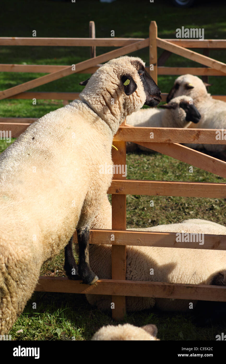 presentation of sheep taking part in a cattle-show Stock Photo - Alamy