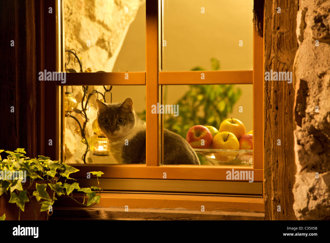 cat on the window of farm house "al Picchio", Sdruzzina` of Ala ...