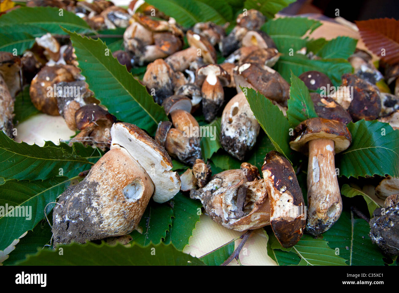Mushroom, Etna, Sicily, Italy Stock Photo - Alamy