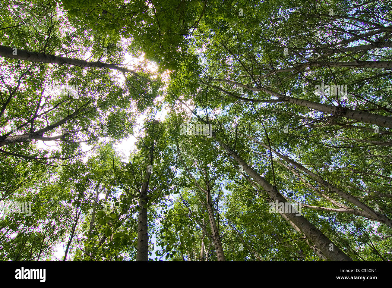 Trees looking up Stock Photo - Alamy