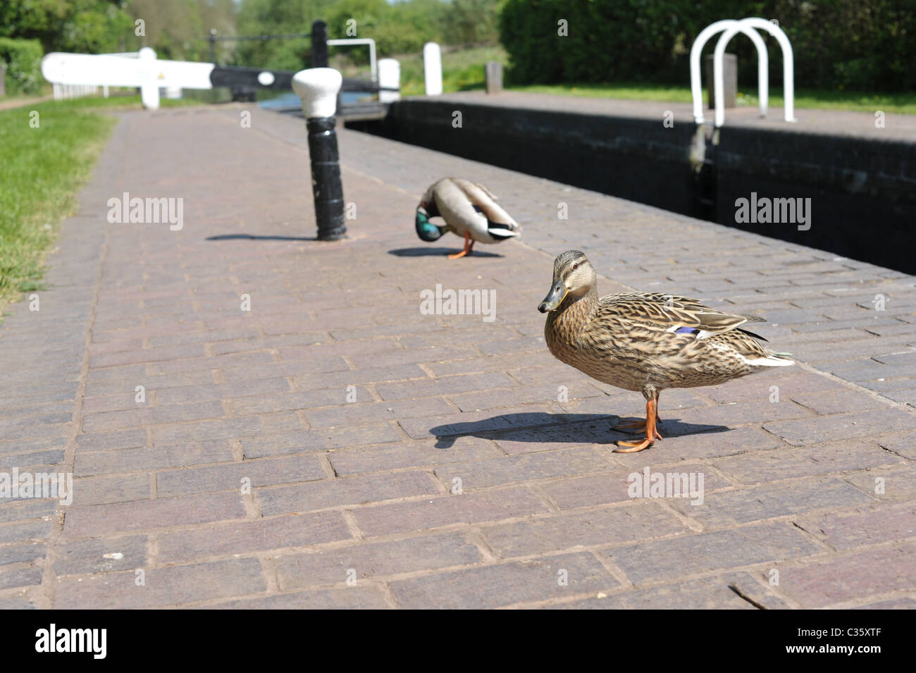 A pair of male and female ducks on a canal towpath at Compton Lock ...