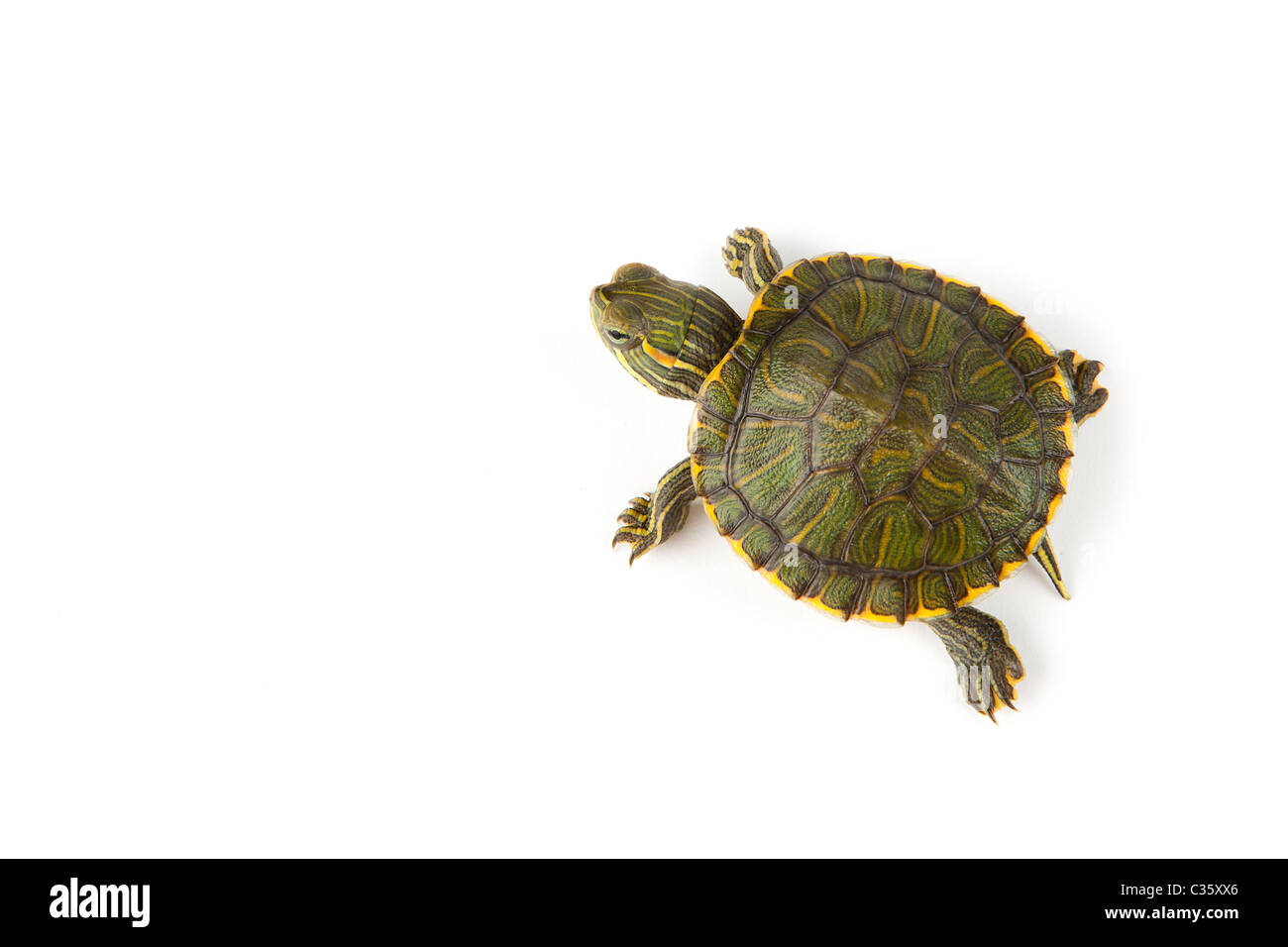 Reptile underwater reef Cut Out Stock Images & Pictures - Alamy