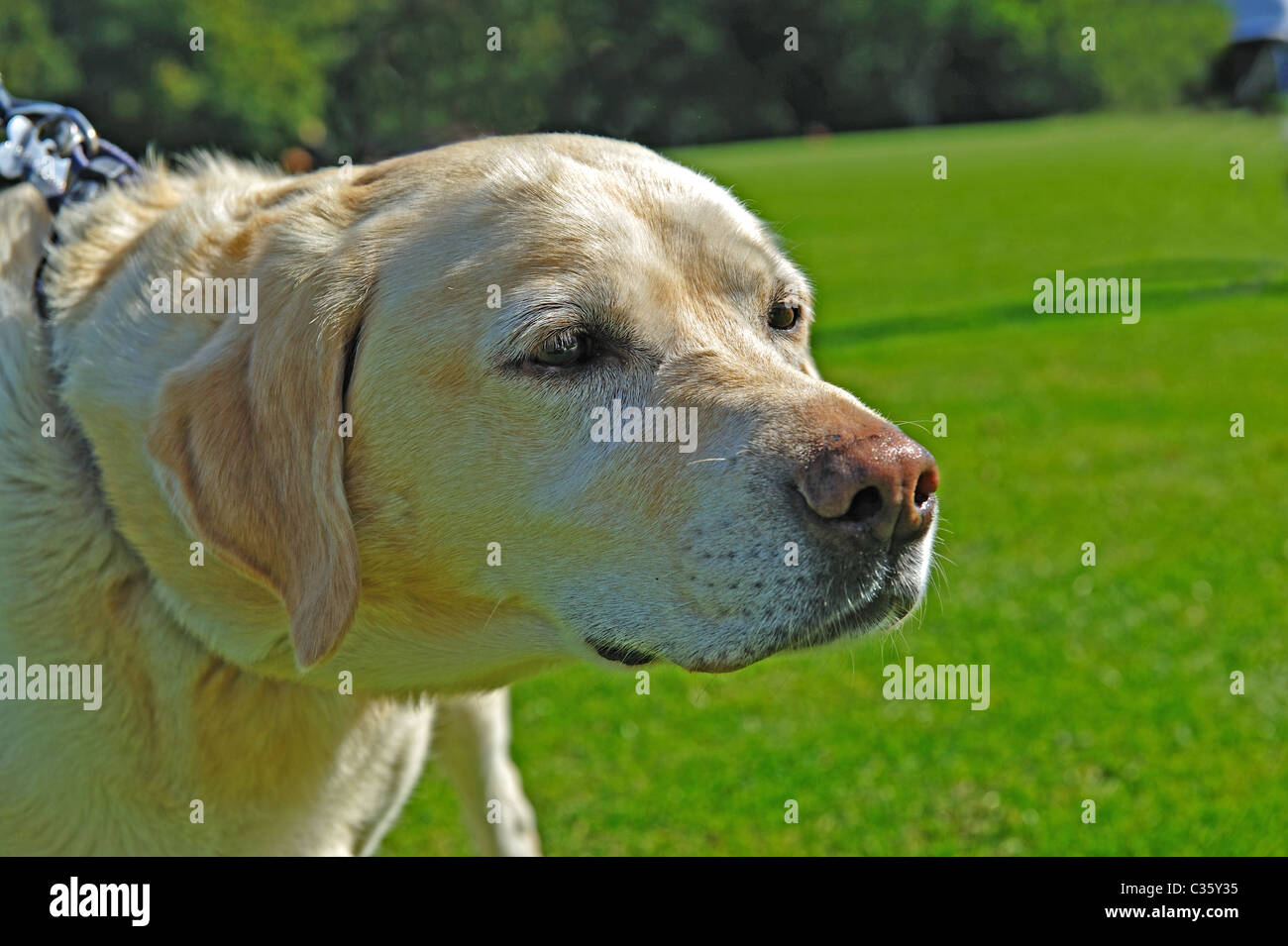 Brown lab gold retriever hi-res stock photography and images - Alamy