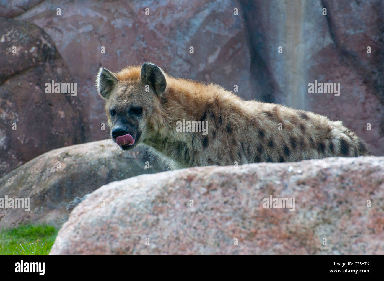 Hyena laughing hi-res stock photography and images - Alamy