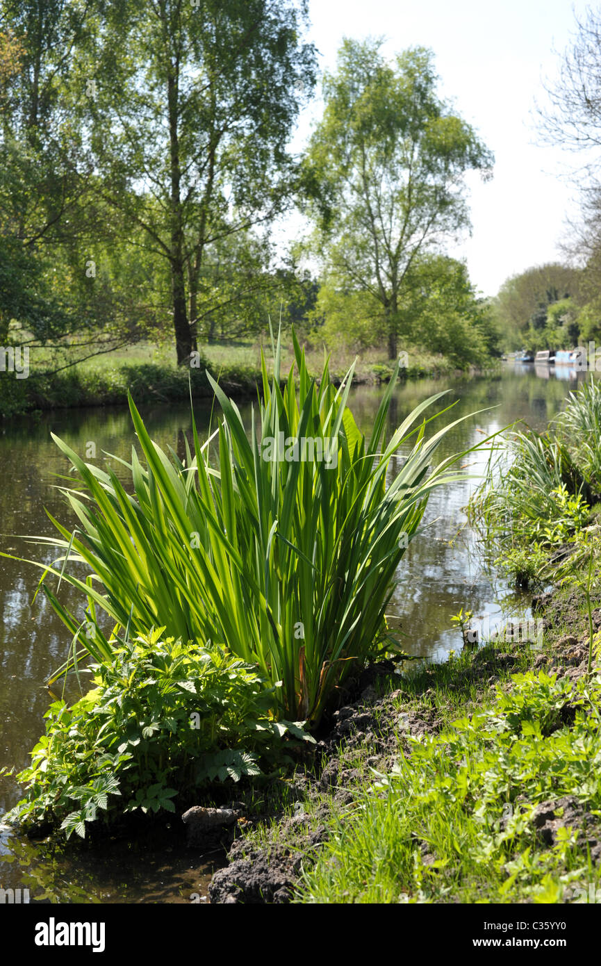 Water loving plants hi-res stock photography and images - Alamy