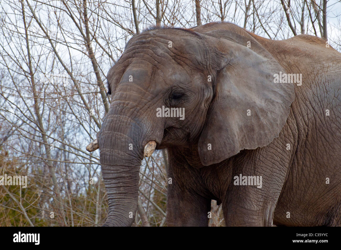 An Elephant at the Toronto Zoo Stock Photo - Alamy