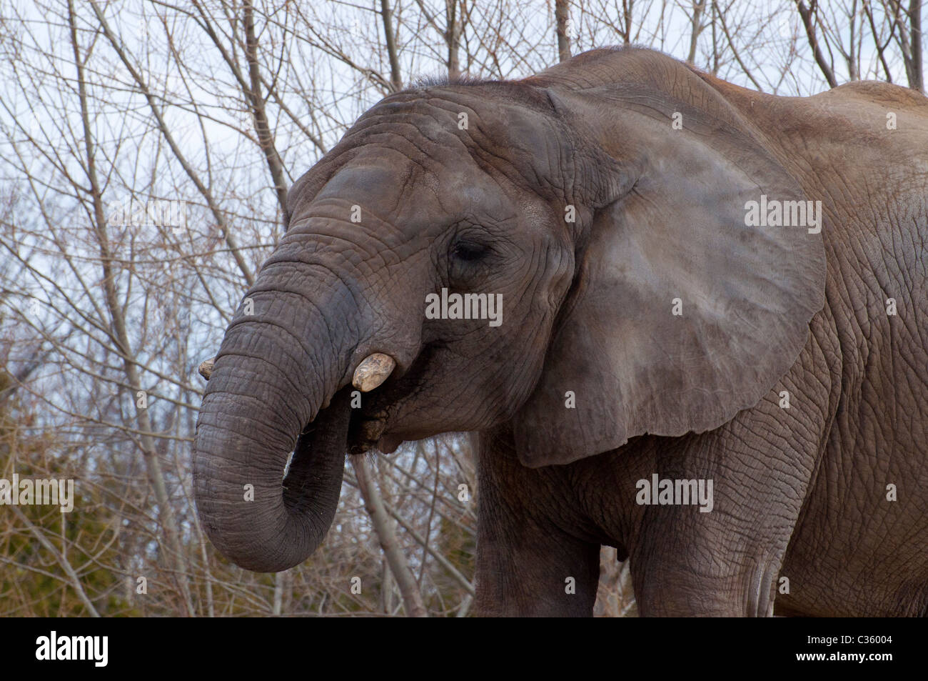 An Elephant at the Toronto Zoo Stock Photo - Alamy
