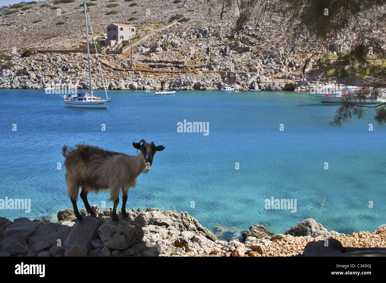 Goat, Symi, Dodecanese, Greek Islands, Greece, Europe Stock Photo - Alamy