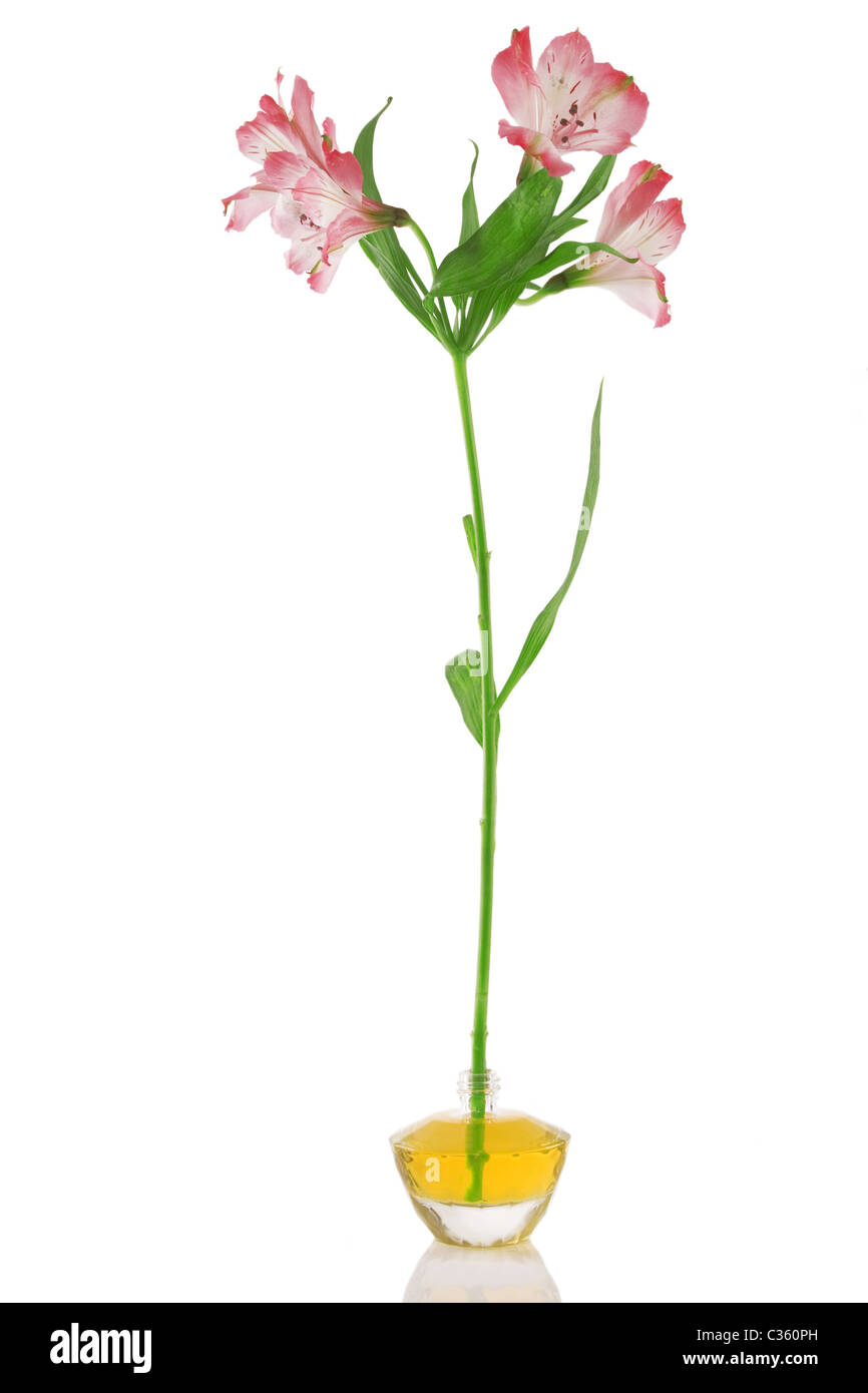 perfume bottle and yellow flower on white background Stock Photo - Alamy