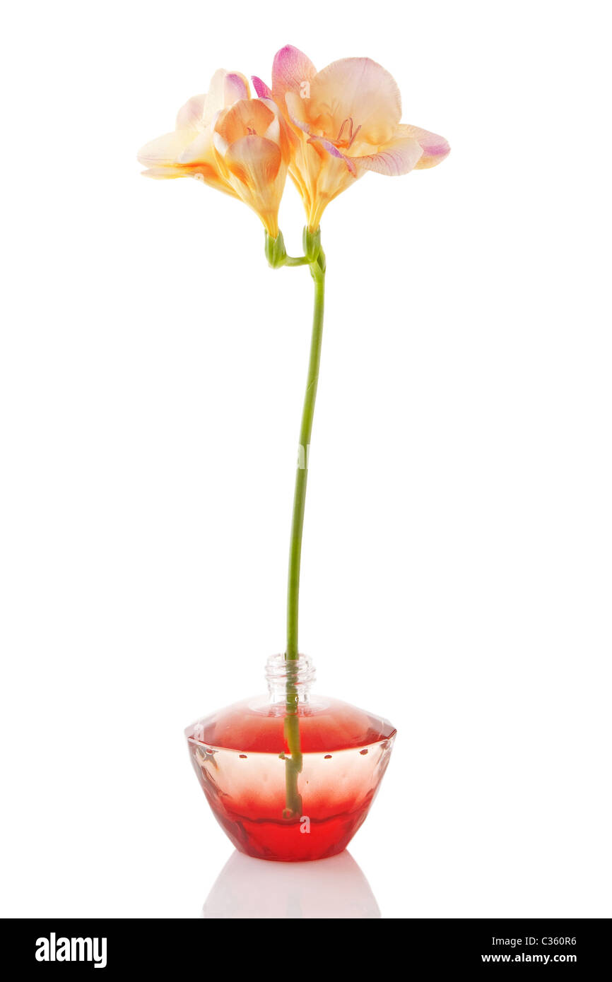 perfume bottle and yellow flower on white background Stock Photo - Alamy