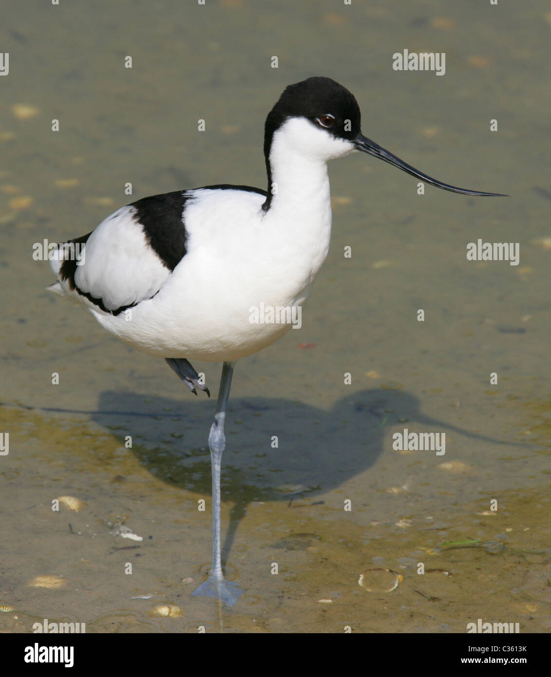 Recurvirostridae birds hi-res stock photography and images - Alamy