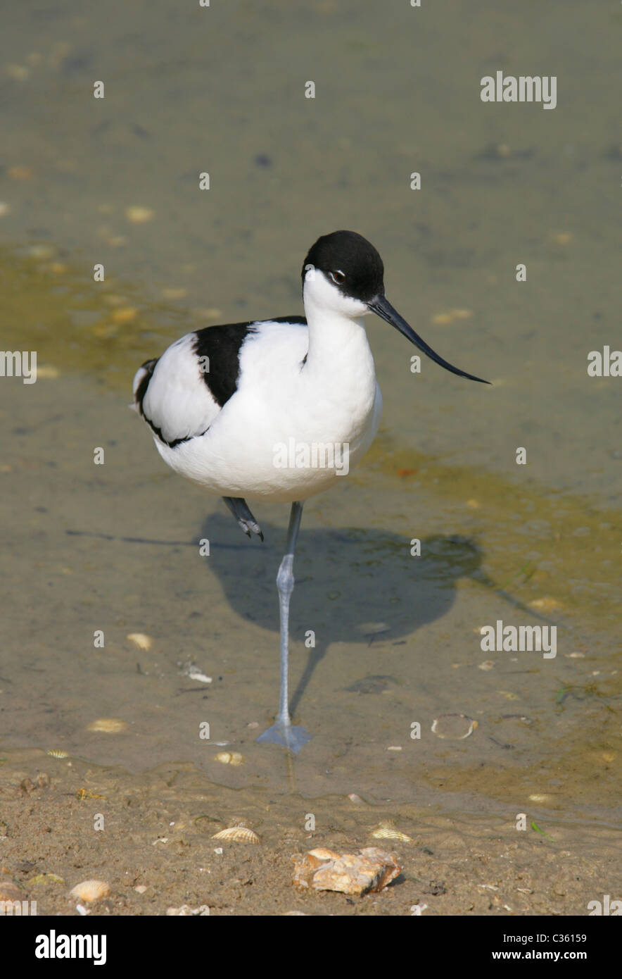 Recurvirostridae birds hi-res stock photography and images - Alamy