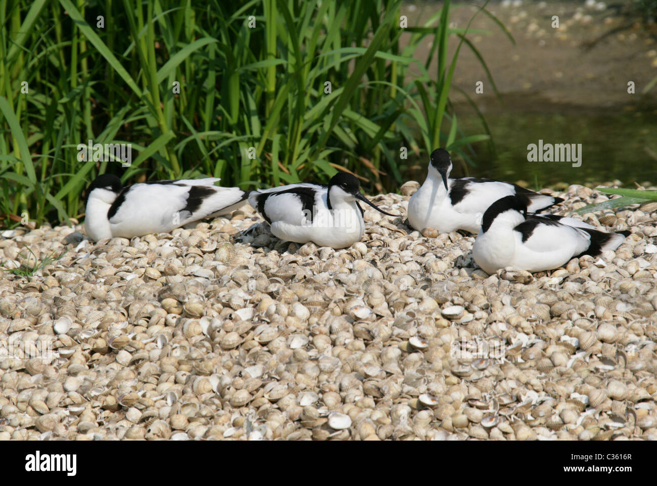Pied or European Avocet, Recurvirostra avosetta, Recurvirostridae Stock ...